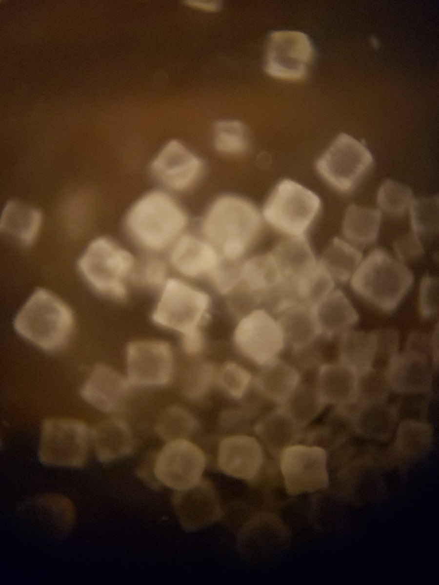 Salt VS. Sugar (Microscope Activity) – withVal